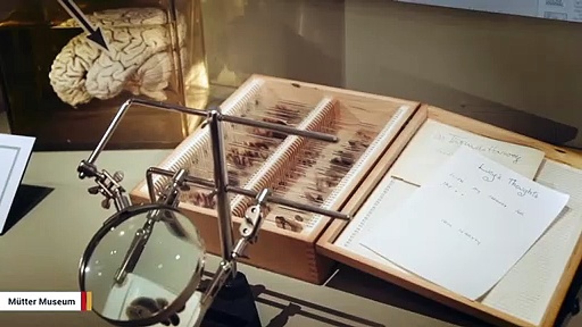 Einstein Brain In Museum