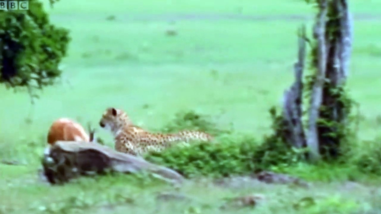 Cheetah - chase compilation - video Dailymotion