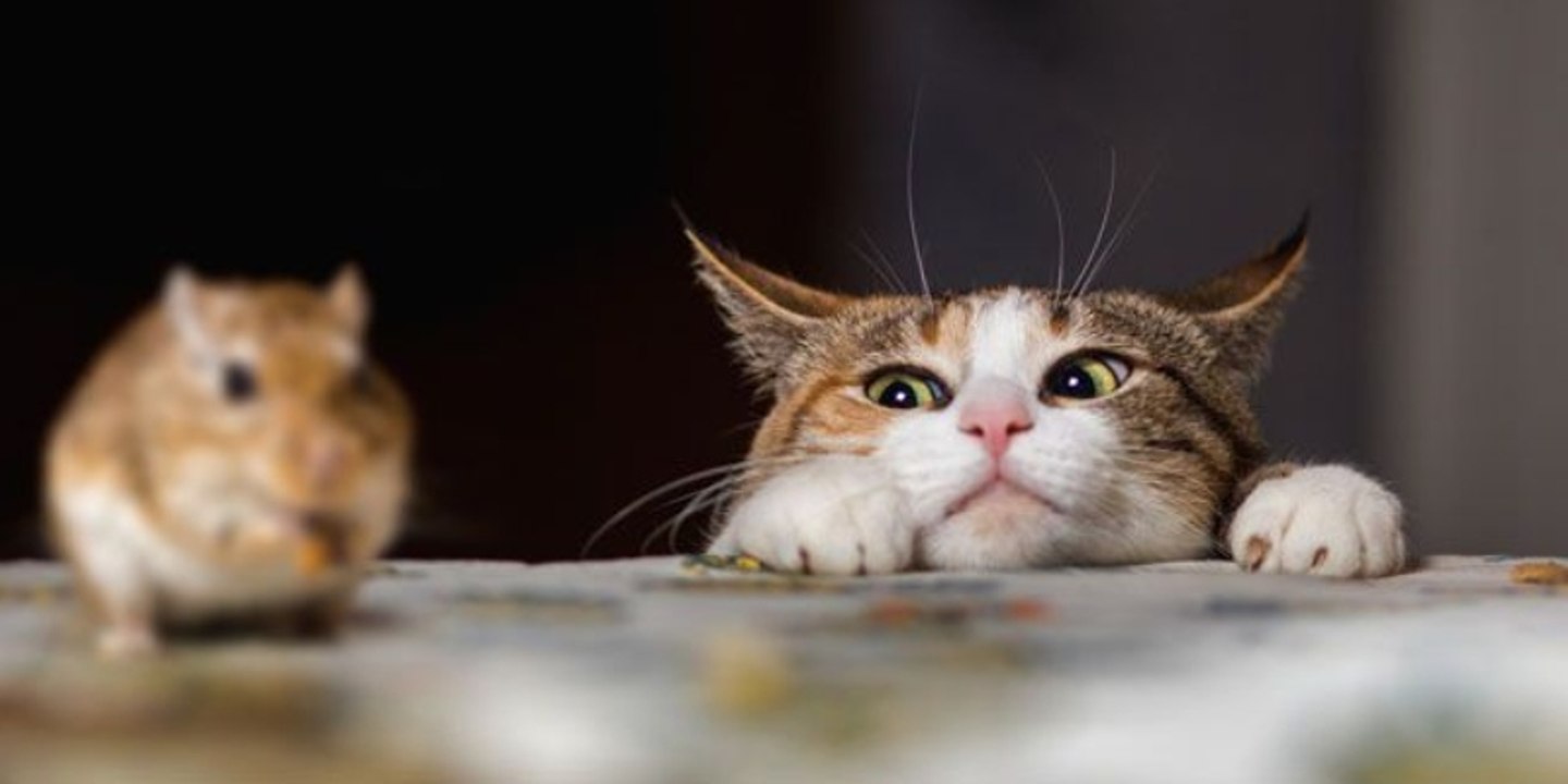 'Super Ratón': el roedor ataca y persigue con saña al desventurado gato ...