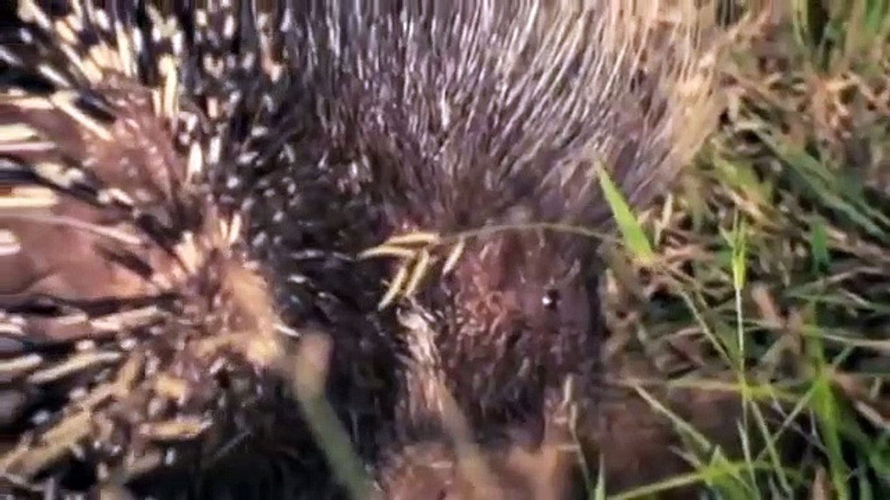 Amazing Porcupine vs Lion - Lions Attack Porcupine The Most Powerful ...