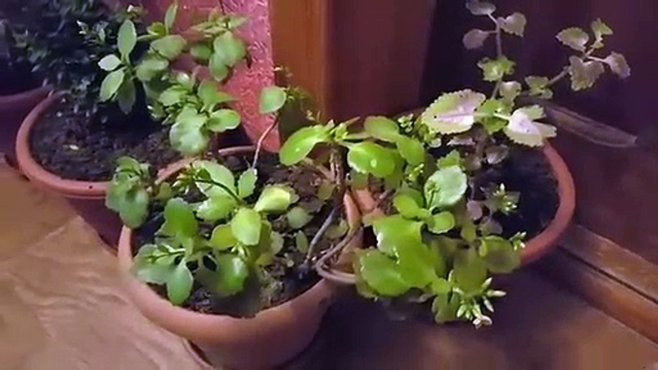 Pot Flowers - video Dailymotion