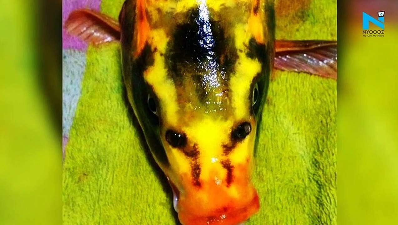 Fish with 'Human Like Face' spotted in Chinese village, video creeps ...