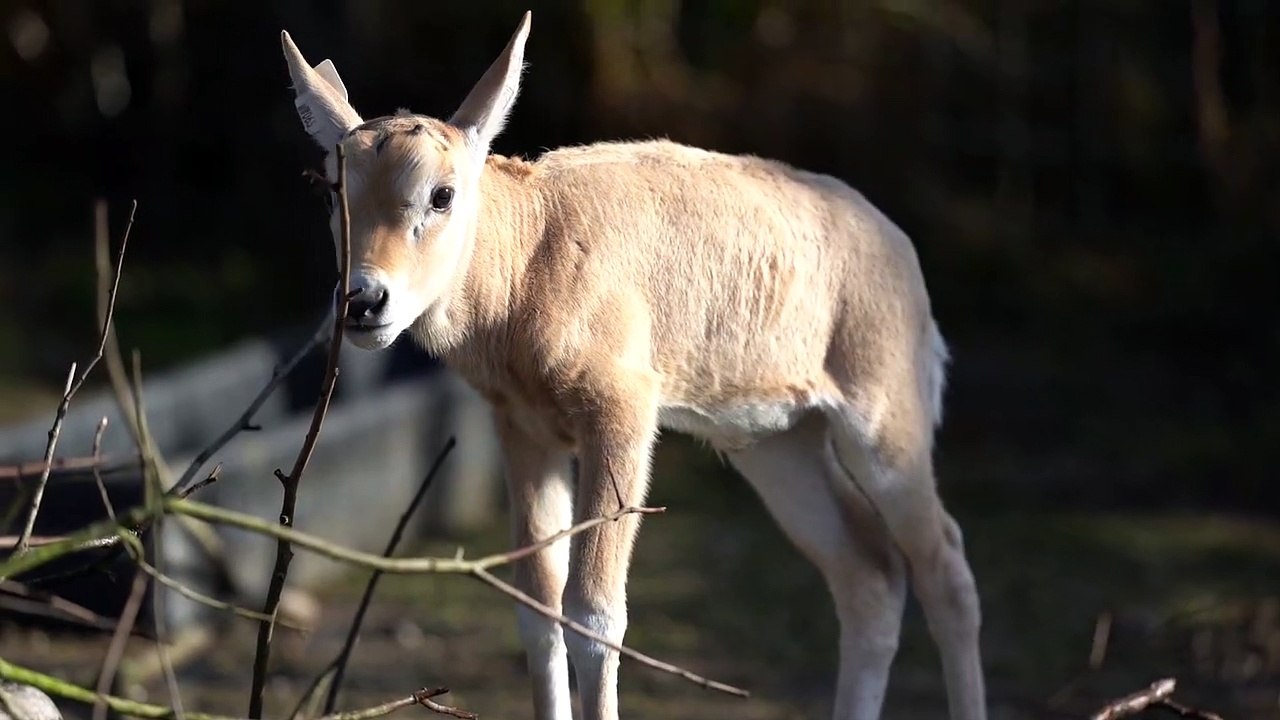 'Extinct' scimitar-horned onyx calf is born at Marwell Zoo - video ...