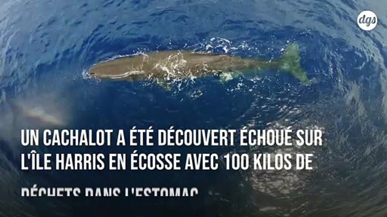 Un cachalot retrouvé mort avec 100 kg de déchets dans l'estomac - Vidéo ...
