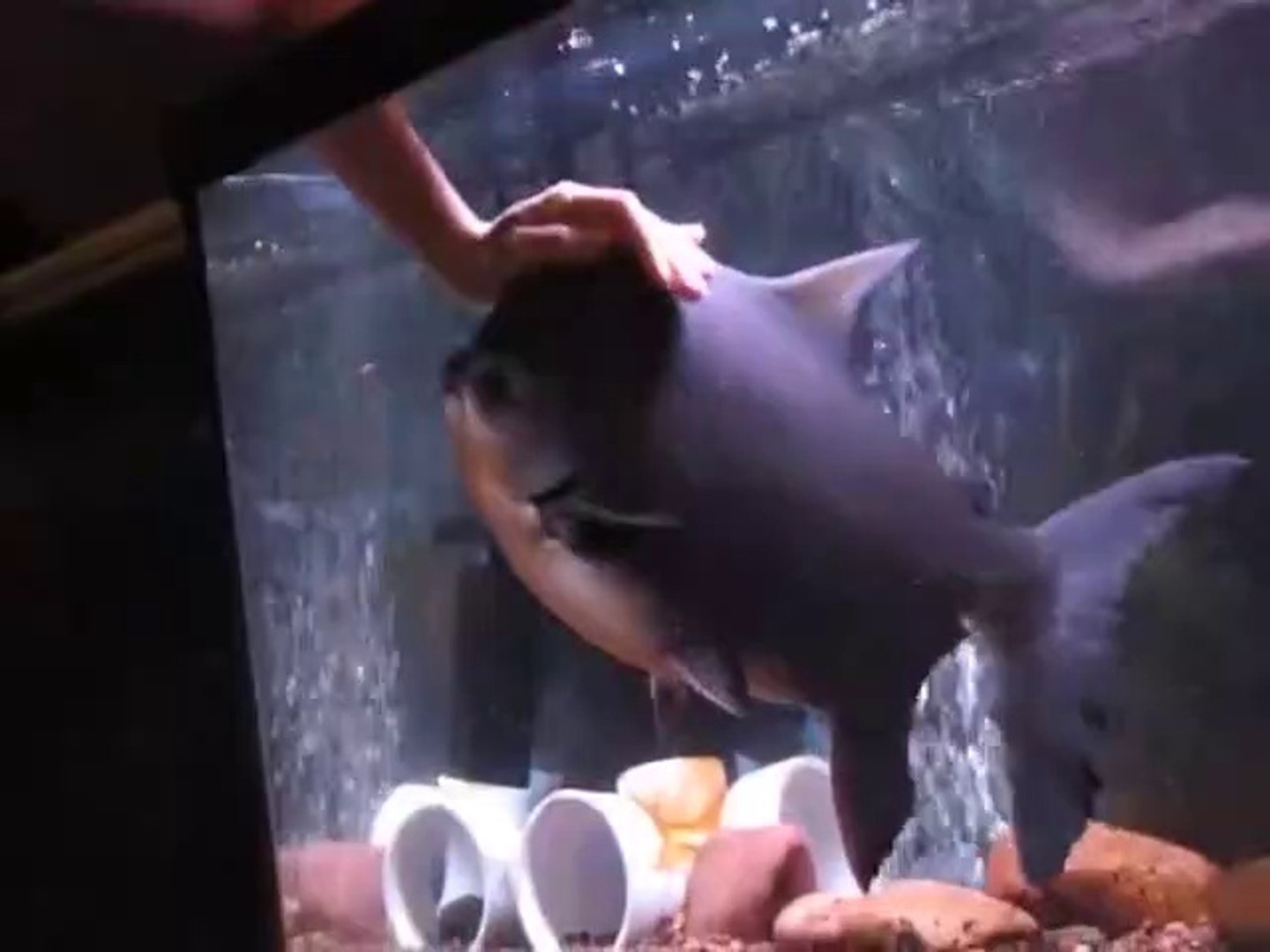 Poisson Pacu Dans Un Aquarium