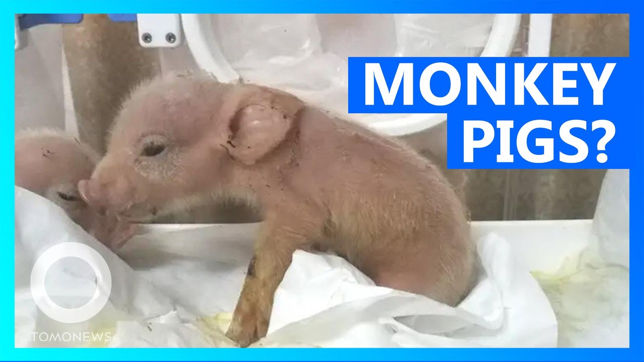 Two piglets containing monkey DNA born in Chinese laboratory - video ...