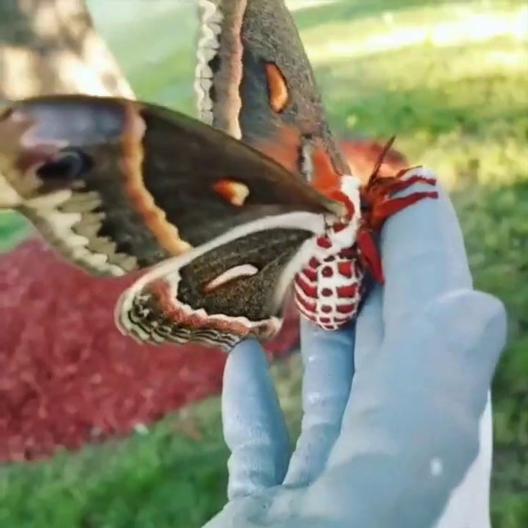 Le Plus Beau Papillon Du Monde