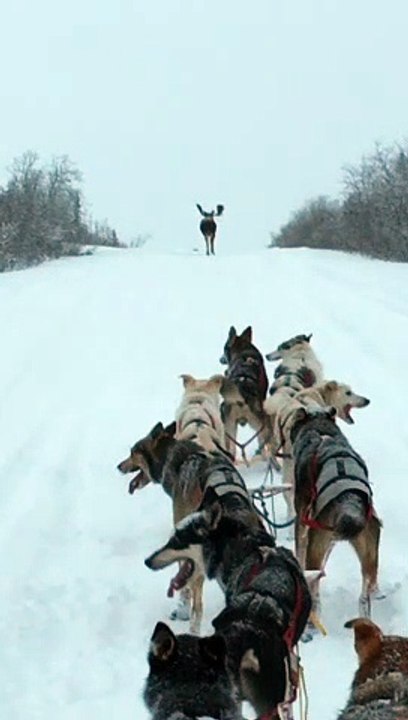 Moose Makes Way for Dog Sled Team - video Dailymotion