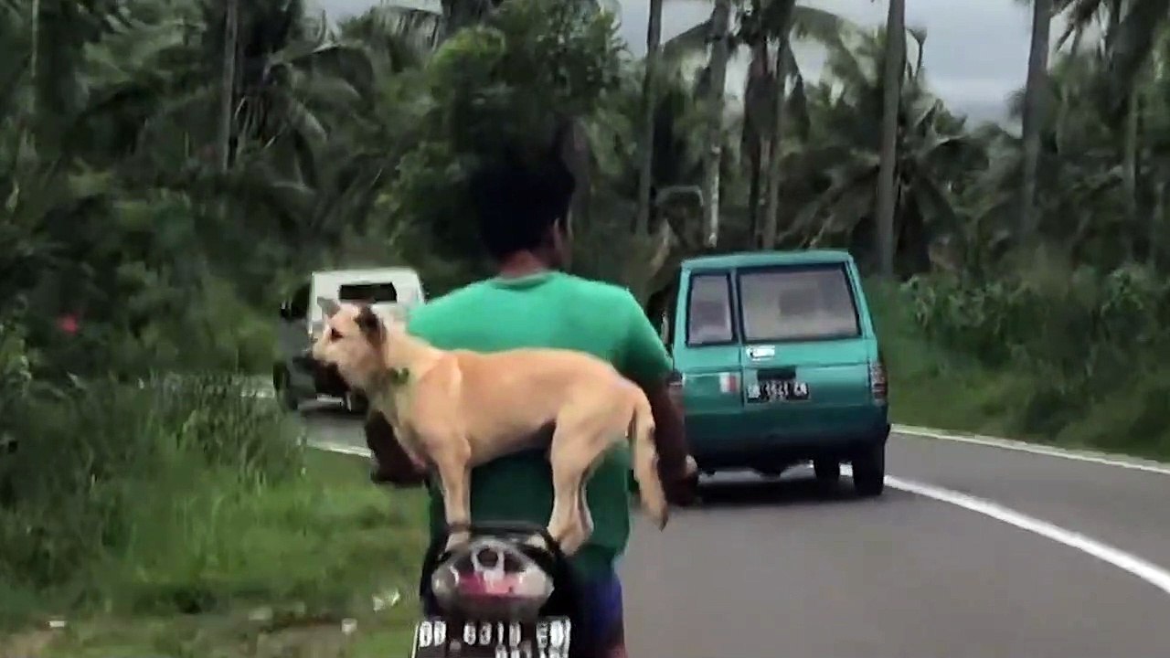 Video Viral Anjing Pintar Naik Motor - Video Dailymotion