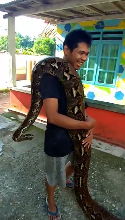 Il s'amuse avec son python de plus de 6m... Belle bête - Vidéo Dailymotion