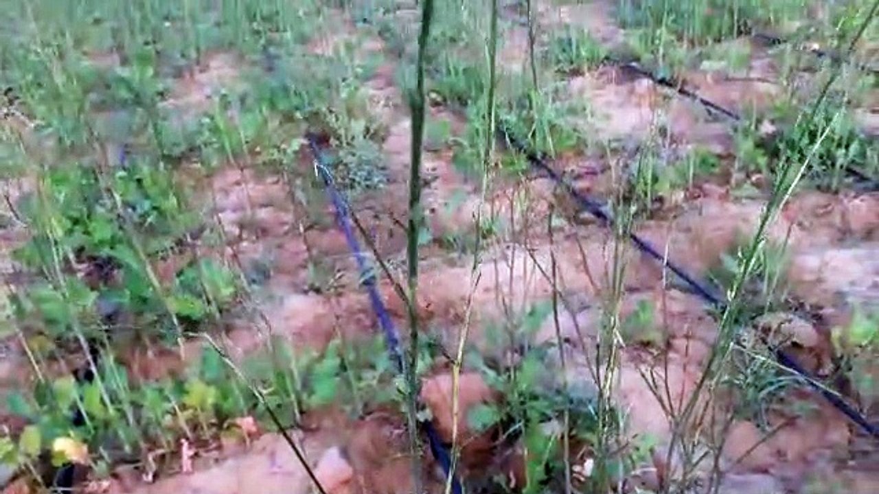 tiddi attack in rajasthan,#tiddiattackinindia,#tiddiattackinjalor ...