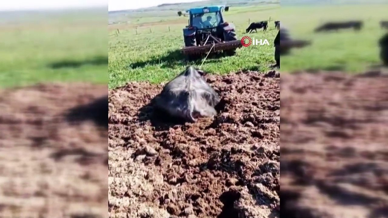 Çiftçinin manda kurtarma yayını izleyenleri gülümsetti - Dailymotion Video