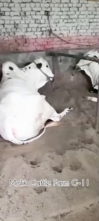 The Most beautiful bulls of 2021 - video Dailymotion