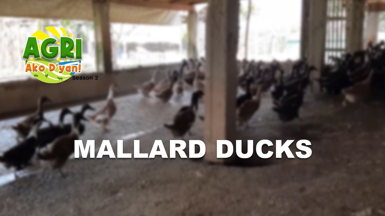 “MALLARD DUCKS” Ep.37 AGRI Ako D’yan - video Dailymotion