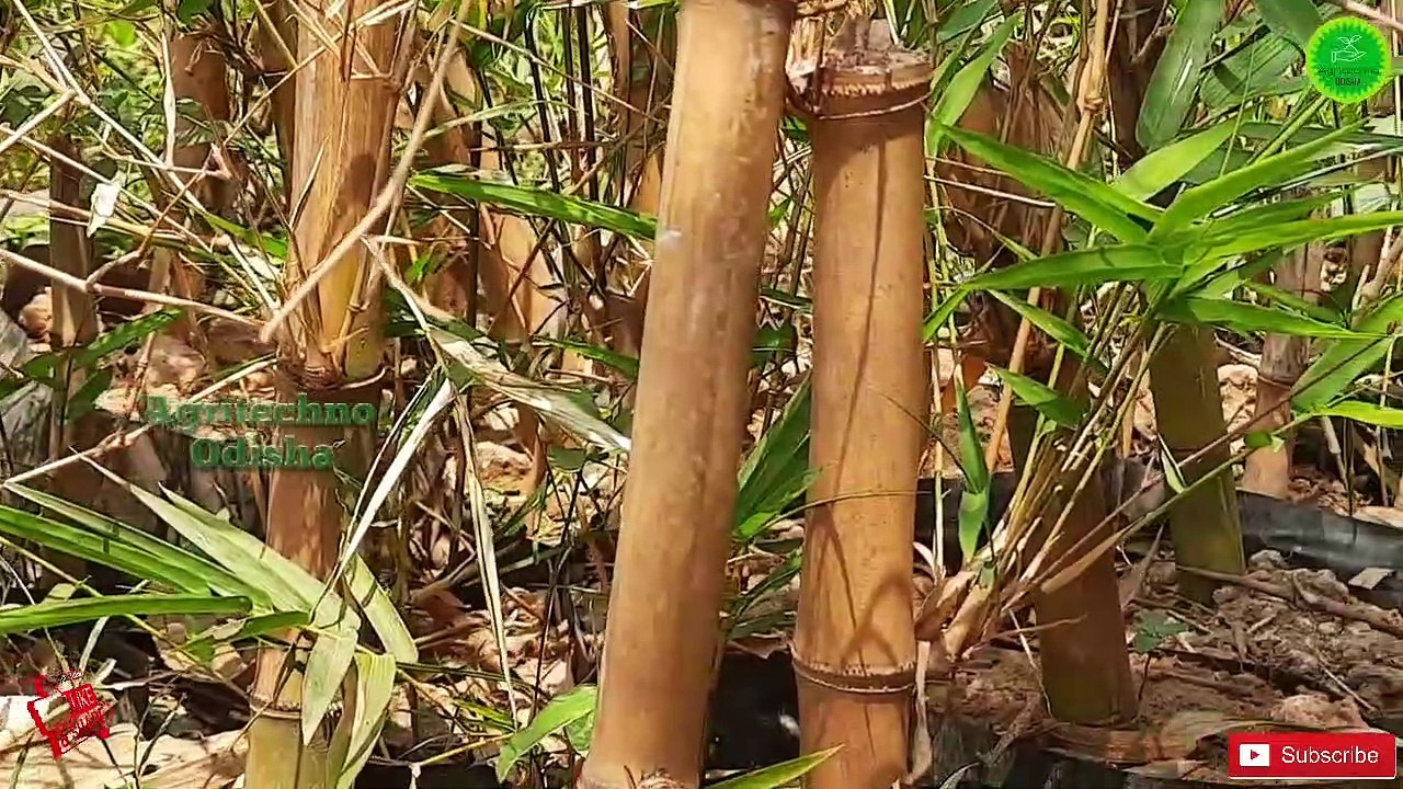 ବାଉଁଶ ଚାଷର ସମ୍ପୂର୍ଣ୍ଣ ବିବରଣୀ Bamboo Farming Odisha//Successful Bamboo ...