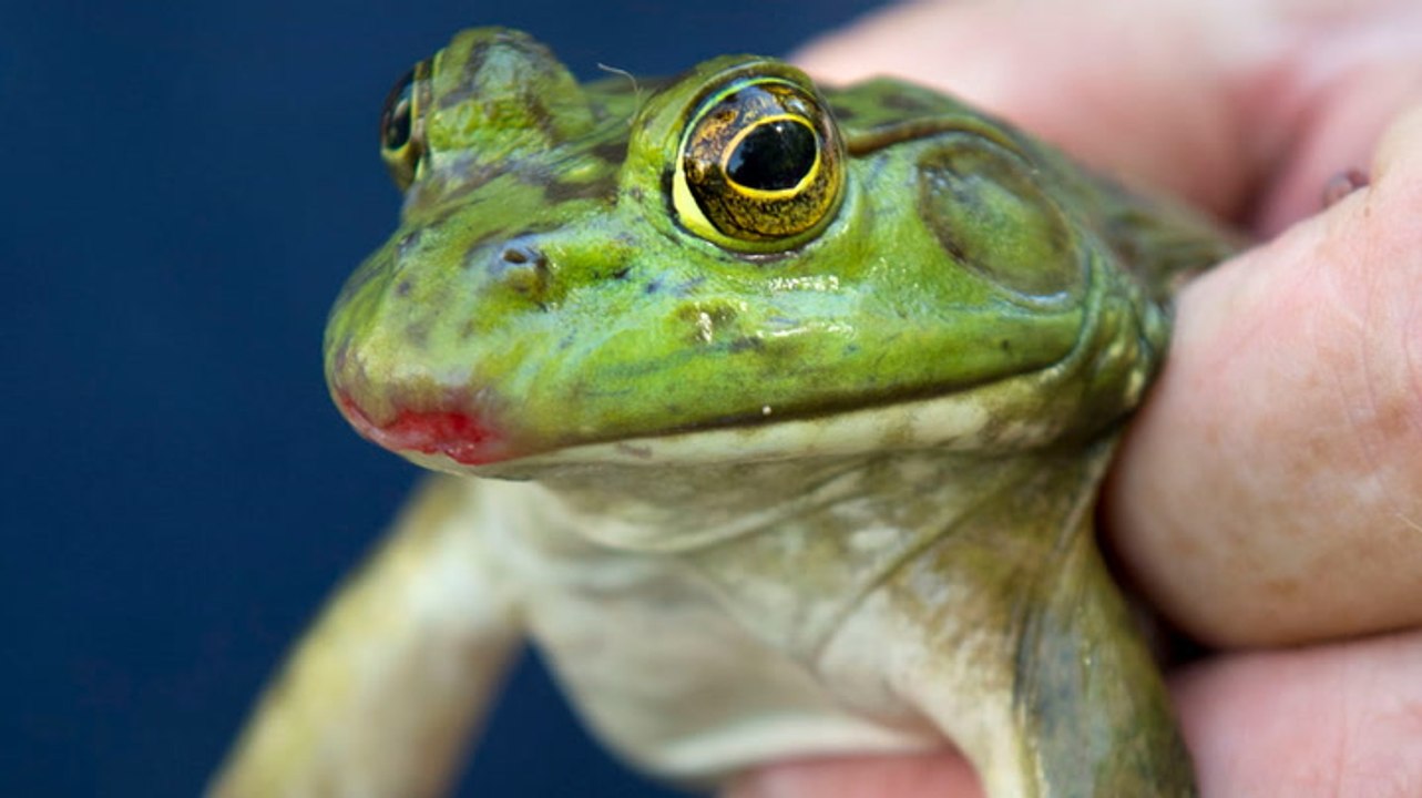 Why frogs' tongues are the ultimate weapon - video Dailymotion
