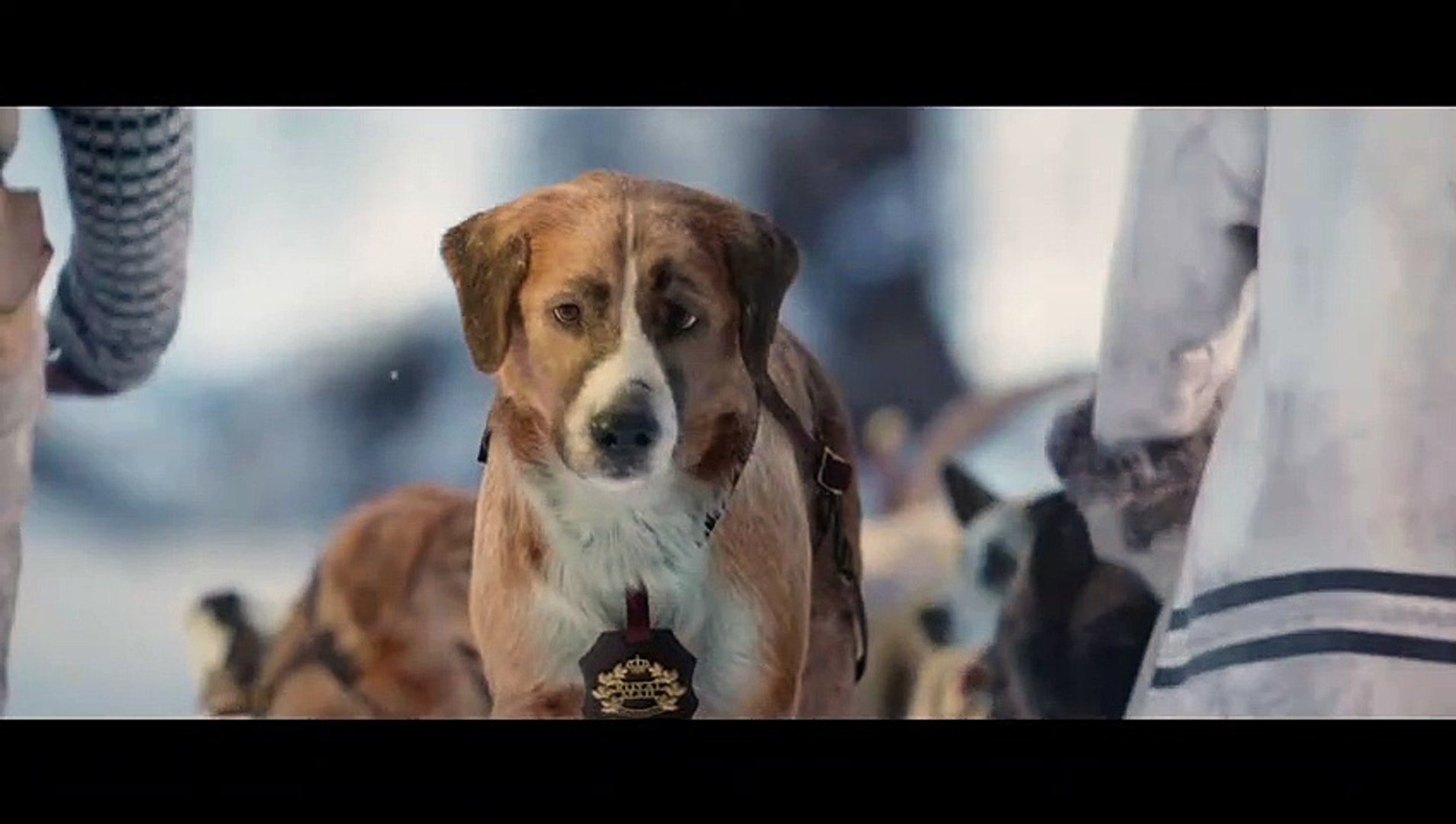 The Call Of The Wild Dog The Call Of The Wild': Sandy Kenyon Says Film