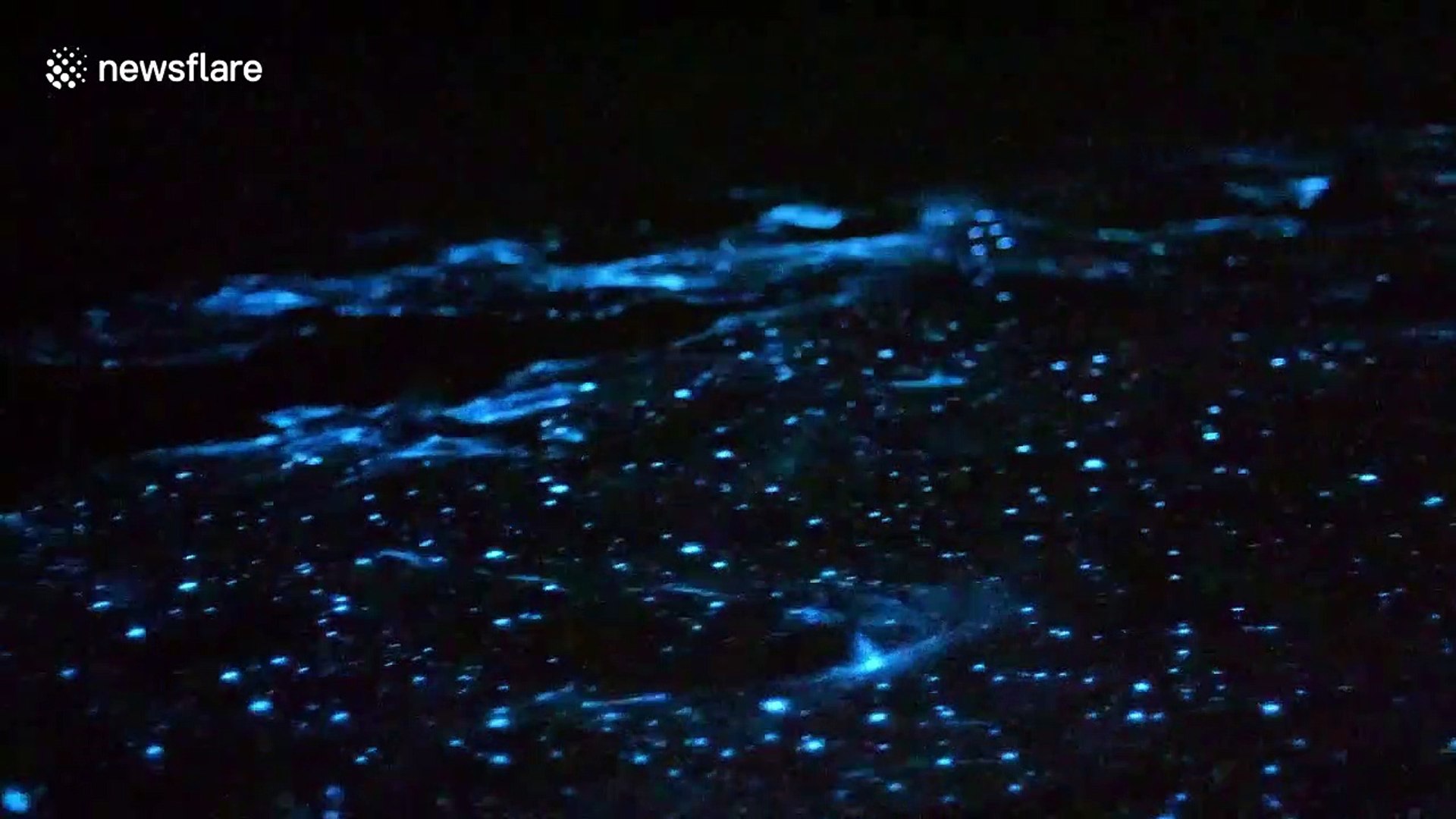 Bioluminescent Algae