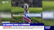 Un chien chante I Will Survive dans cette campagne pour la protection ...