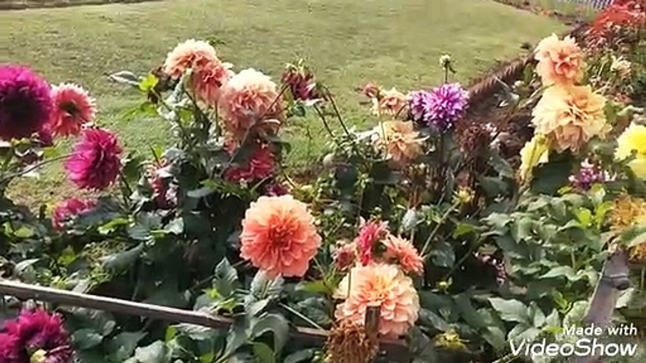 Beautiful flowers - video Dailymotion