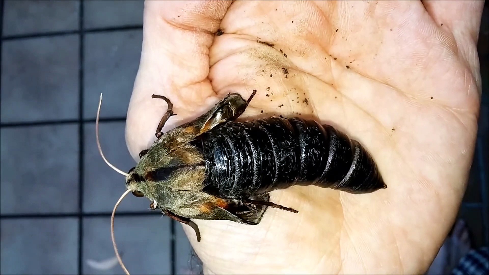 Entretien Du Cocon Du Papillon De Nuit Papillon De Jour Rhopalocère