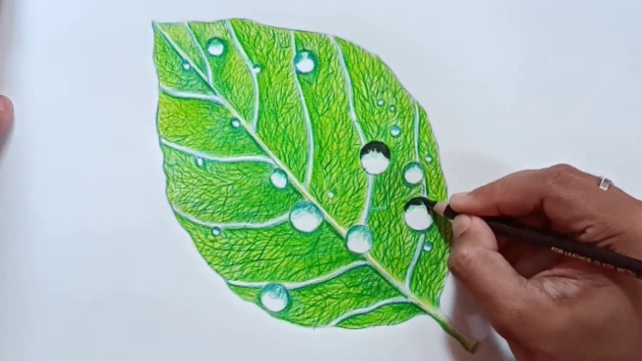 How to draw water drops on a leaf easily//Easy colour pencil drawing ...