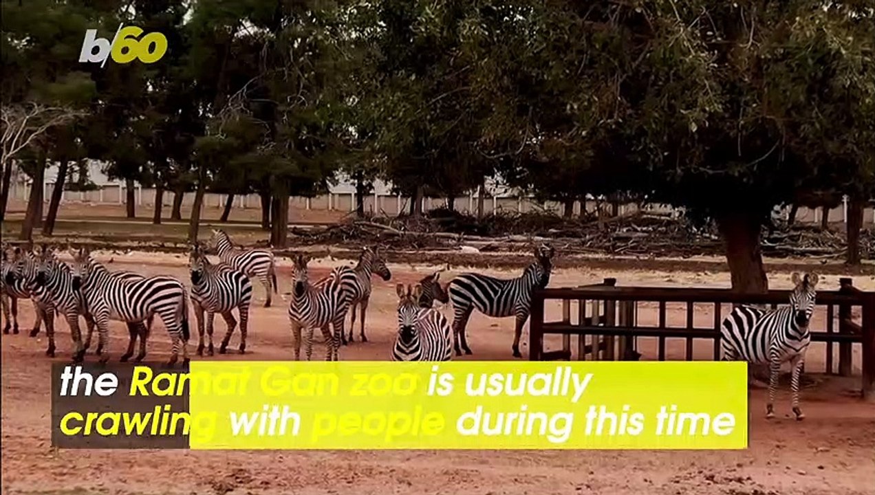 Rare Ginger Baboon Born Into Quieter World as Coronavirus Measures Ban ...