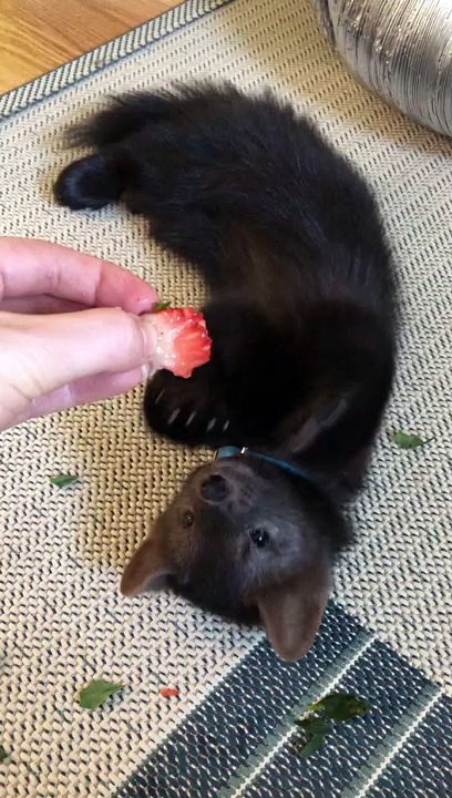 Buddy the Sable Punishes the Strawberry for not Being Tasty - video ...