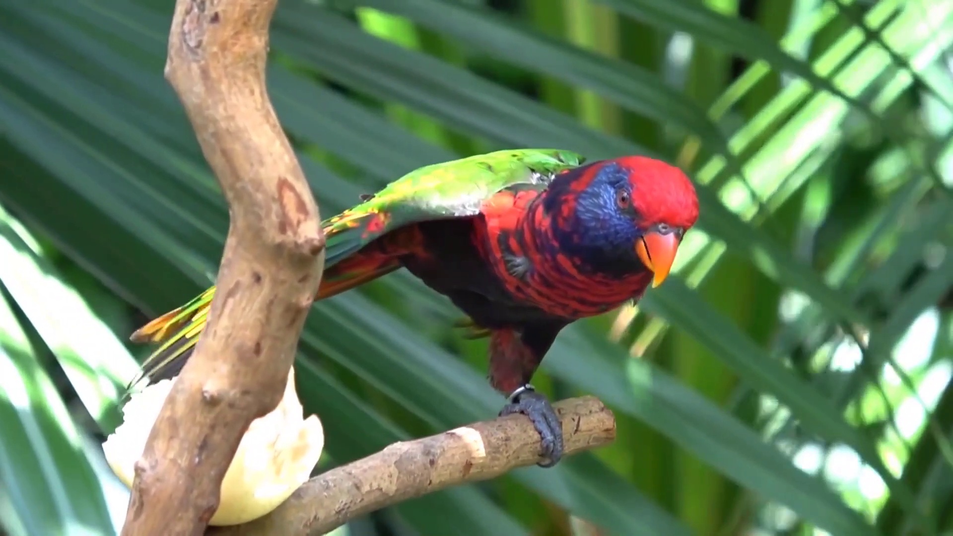 10 Most Beautiful Parrots on Planet Earth - Parrot SchoolParrot School