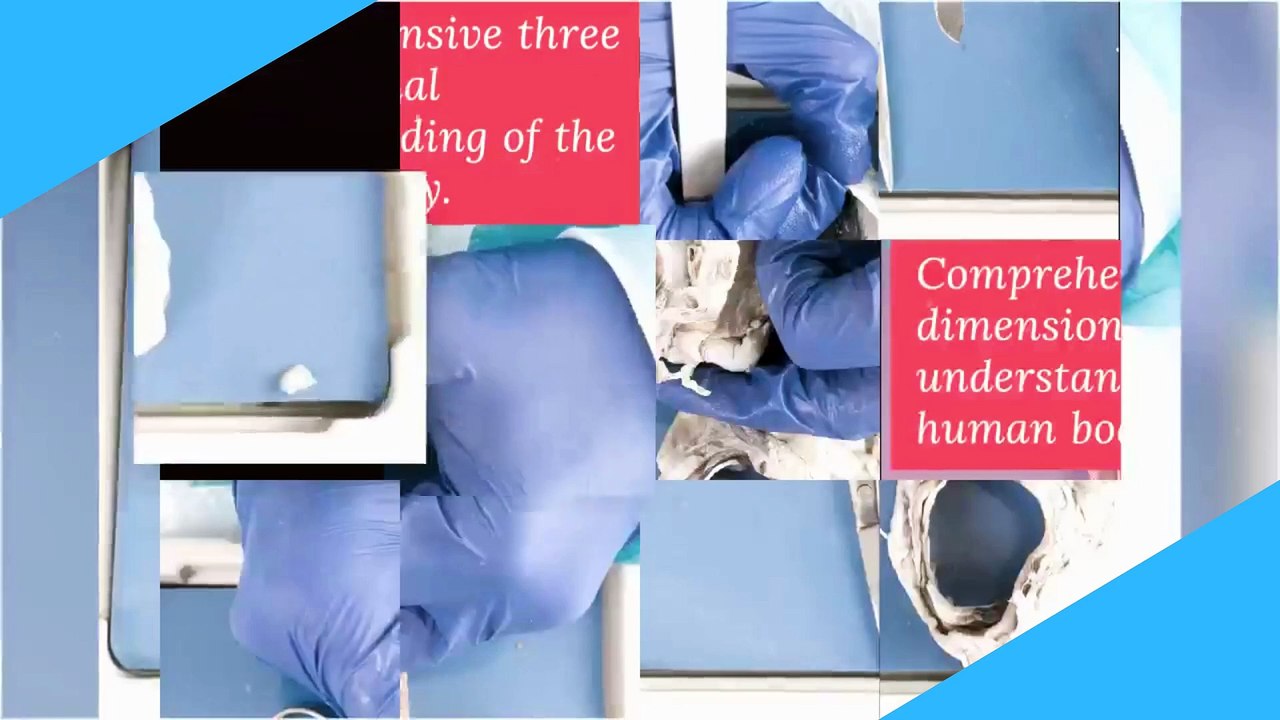 Full Body Dissection Course - 5 Days of Dissection - Idissect.ca ...