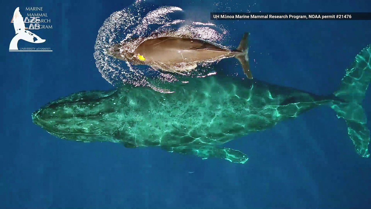 Rare Video Captures Humpback Whale Nursing Her Calf - video Dailymotion