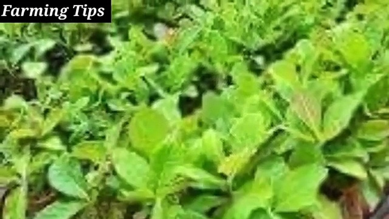 Sagwan tree farming in Pakistan __ Saguan a highly profitable crop ...