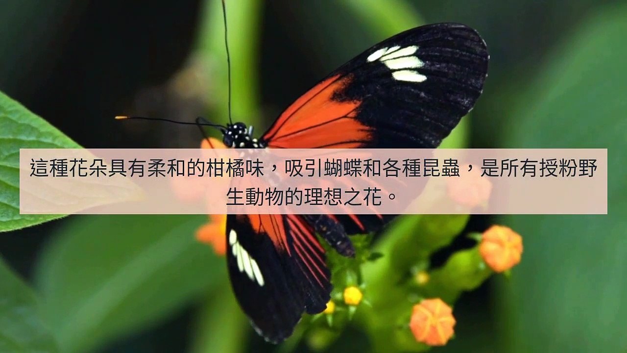 adgeek_teepr_curation_mobile_bottom-copy2-20200425-01:42─影片 Dailymotion