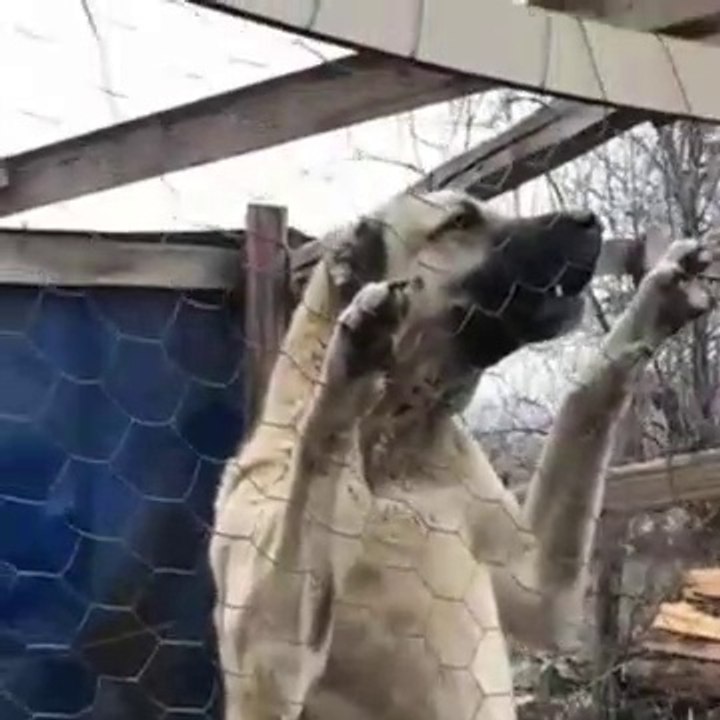 KAFESTE BiR ASLAN SiVAS KANGAL KOPEGi -ANGRY KANGAL SHEPHERD DOG ...