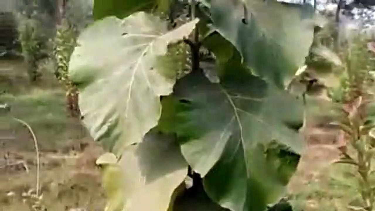 Sagwan Tree _ Teak Tree Farming _ Profitable Business In Pakistan-India ...