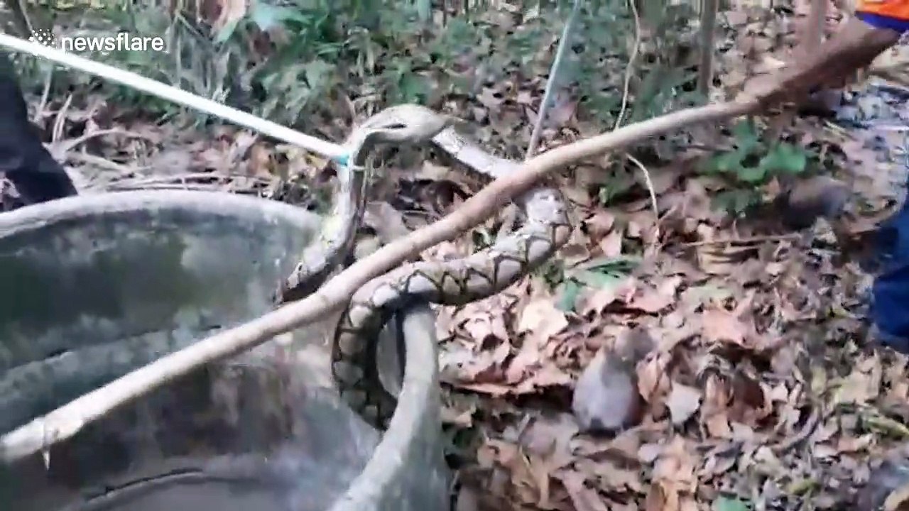 Thirsty python rescued after getting stuck at the bottom of well in ...