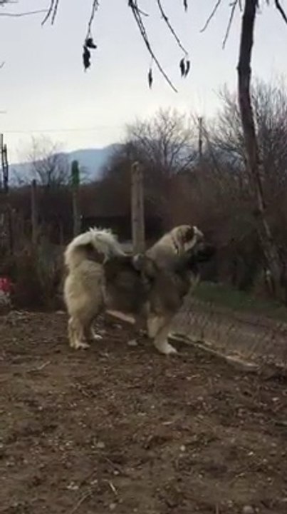 KAFKAS COBAN KOPEGi BAHCEDE GOREVDE - CAUCASiAN SHEPHERD DOG at MiSSiON ...