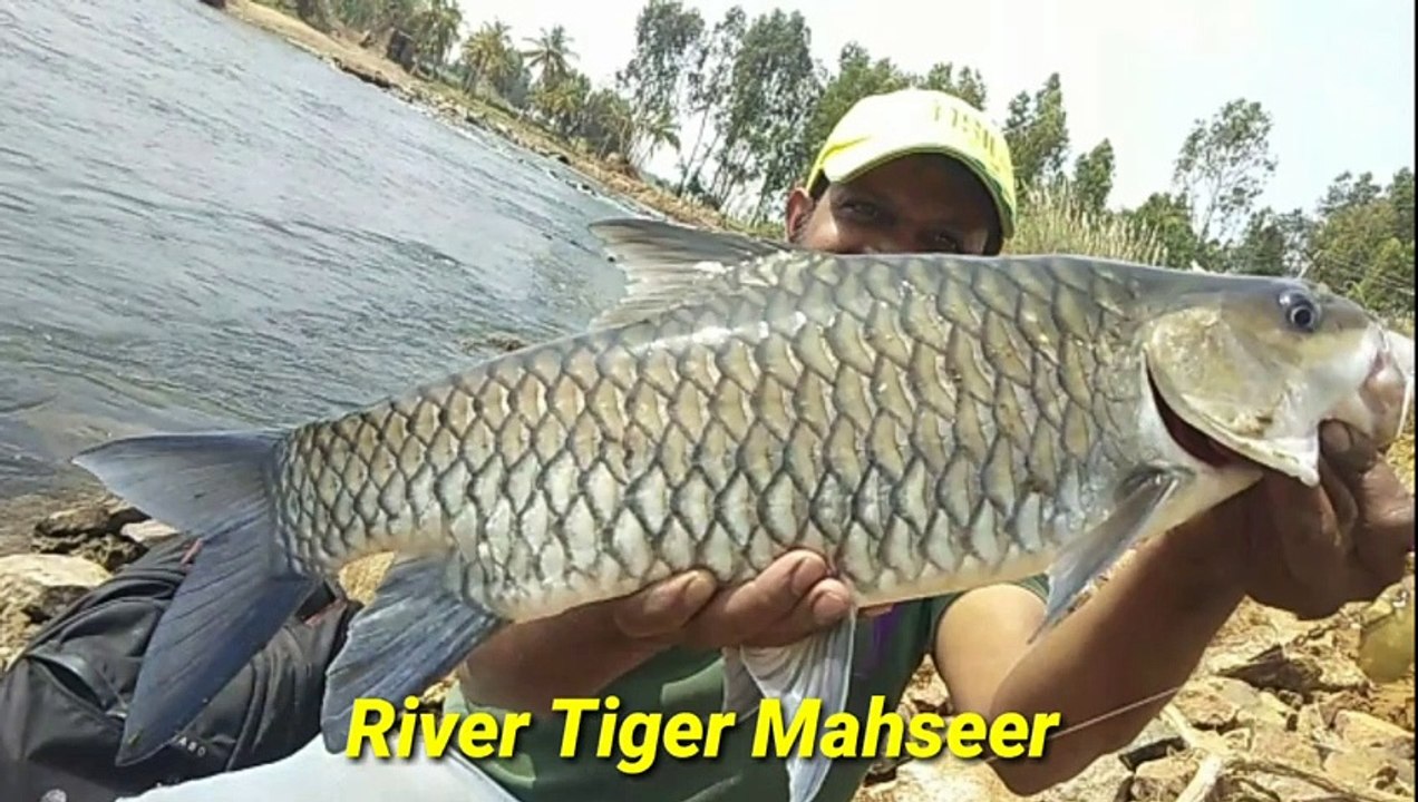 Masheer Fishing In India || River Fishing | Bait For Mahseer - video ...