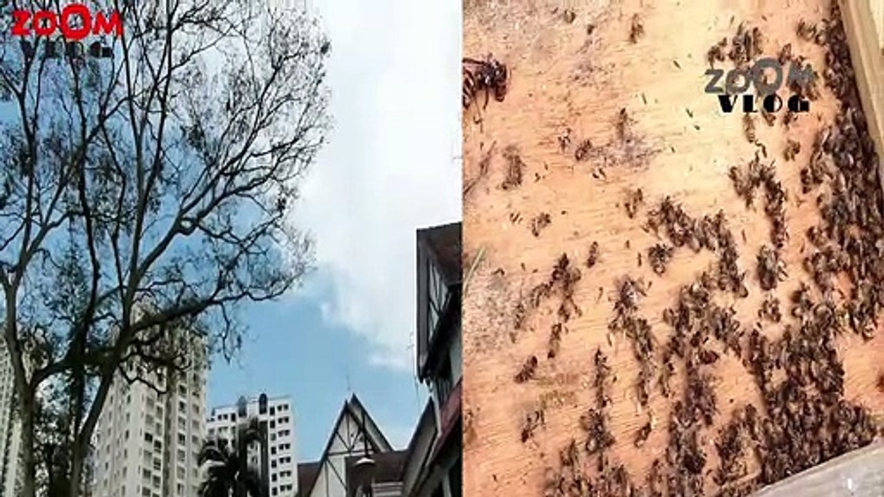 Murder Hornet : Asia Invasive pest asian murder hornet has entered ...