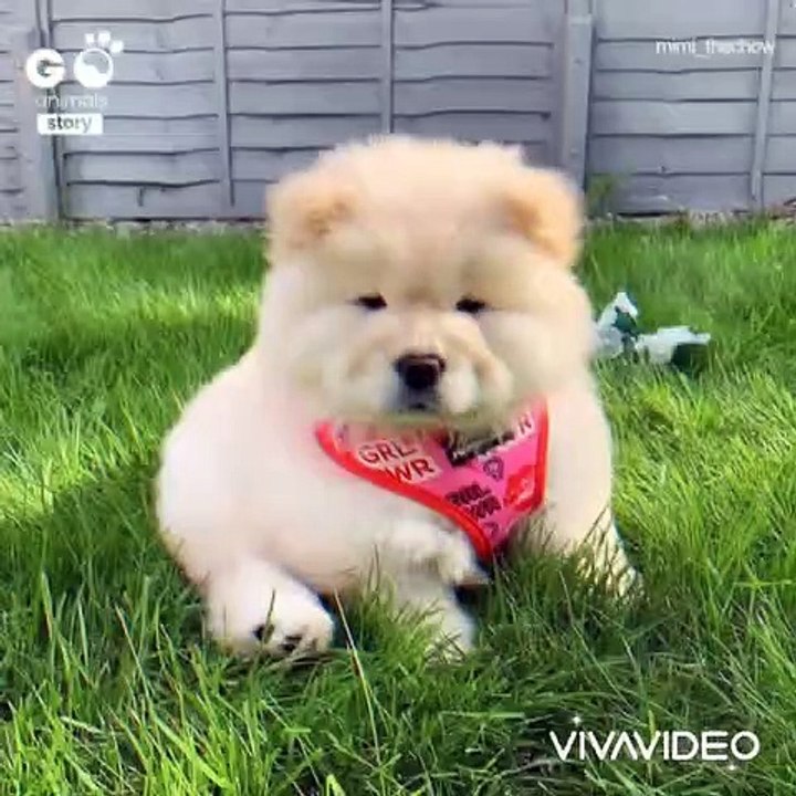 so cute baby chowchow .... - video Dailymotion