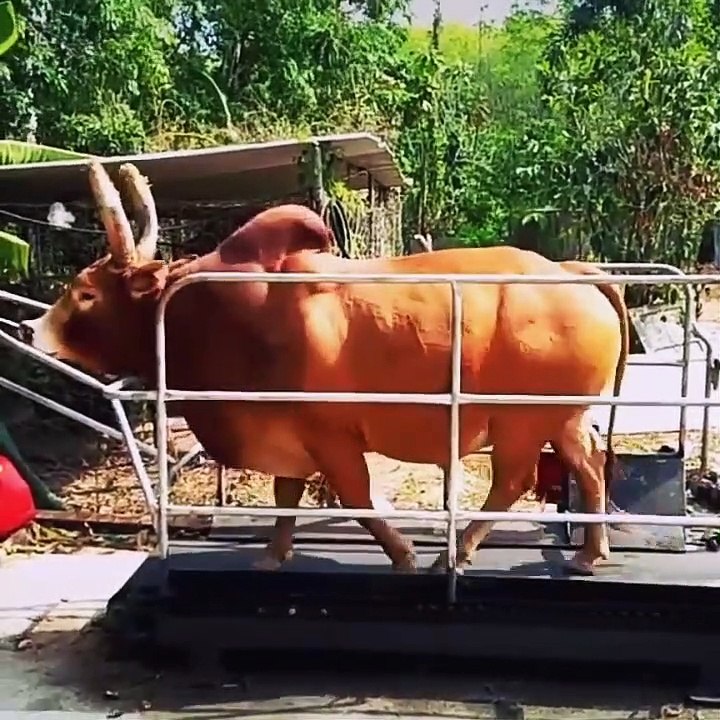 Exercising Cow - video Dailymotion