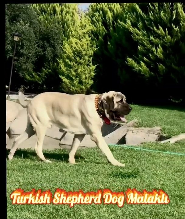 AKSARAY MALAKLI COBAN KOPEGi - MALAKLI SHEPHERD DOG in GARDEN ...