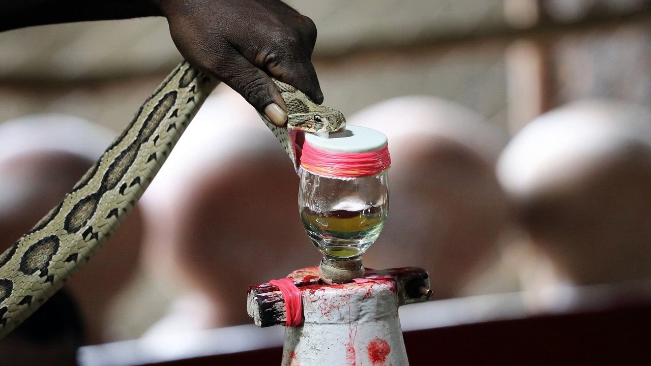 How Venom Is Extracted From Snakes? - video Dailymotion