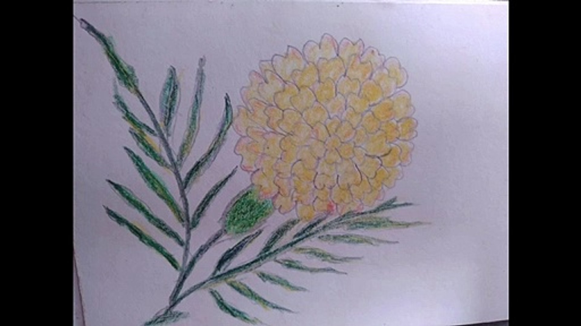 Marigold Drawing Step By Step