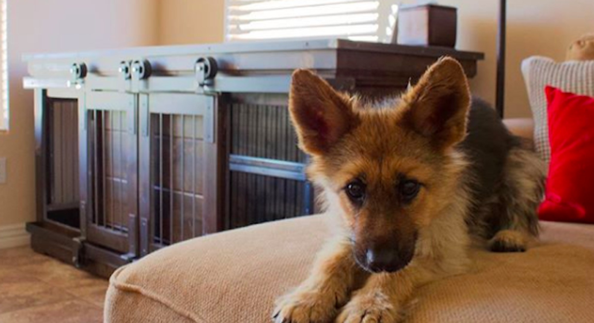 Nanisme Du Chien Chien Nain Ou Nanisme Chez Le Chien : Explications