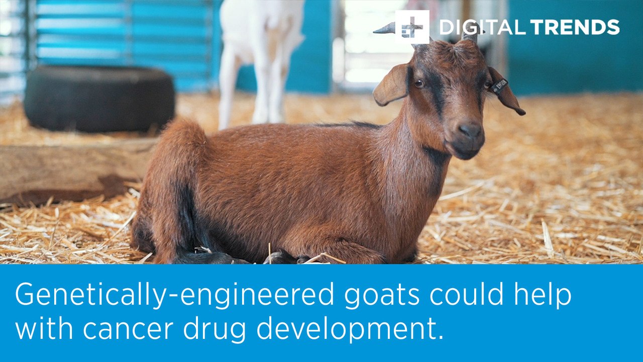 Genetically-engineered goats could help with cancer drug development ...