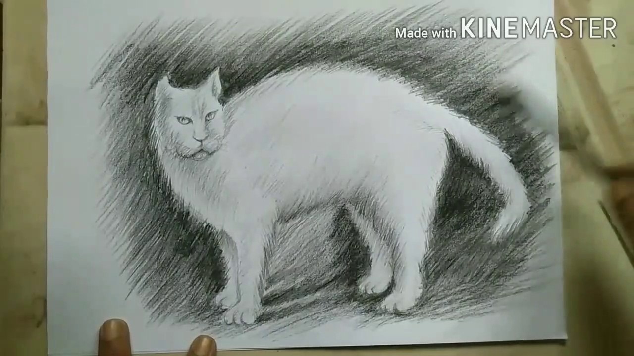 How to draw a cat | Cat painting | Charcoal pencil Shading | Step by ...