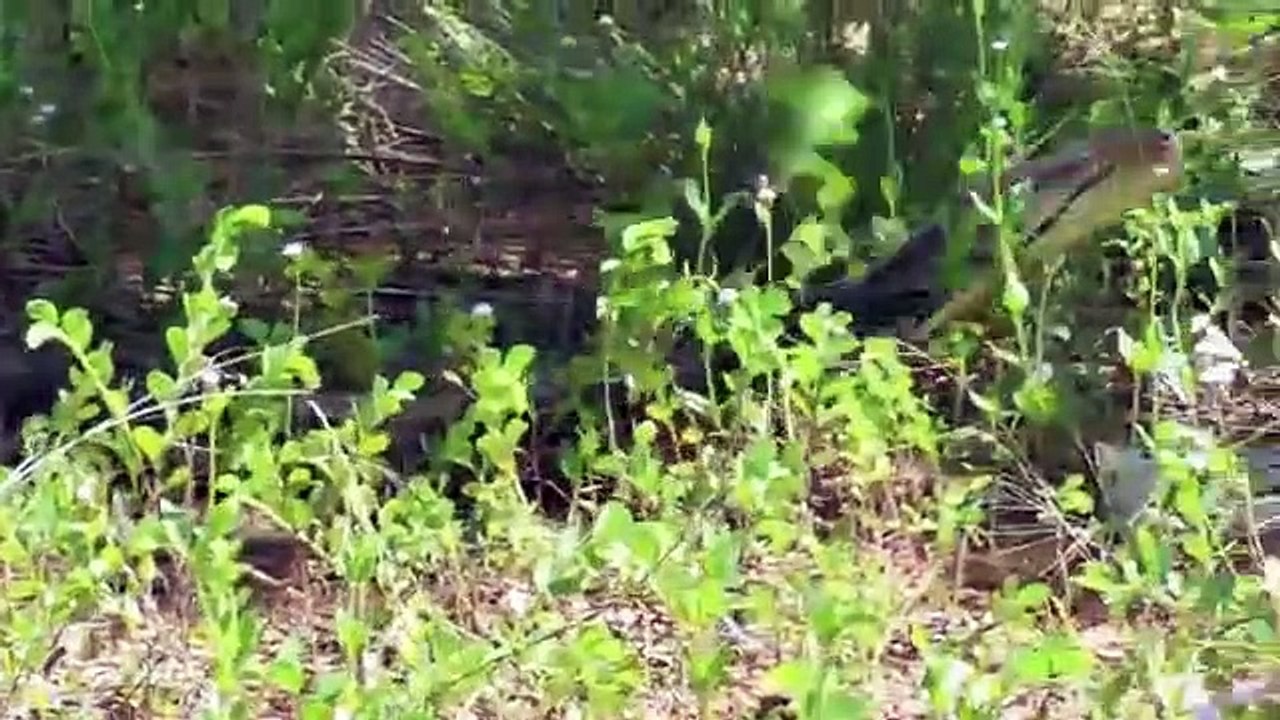 Crocodile Escape ,Giant Python, Attack Python vs Alligator, - Hunter ...