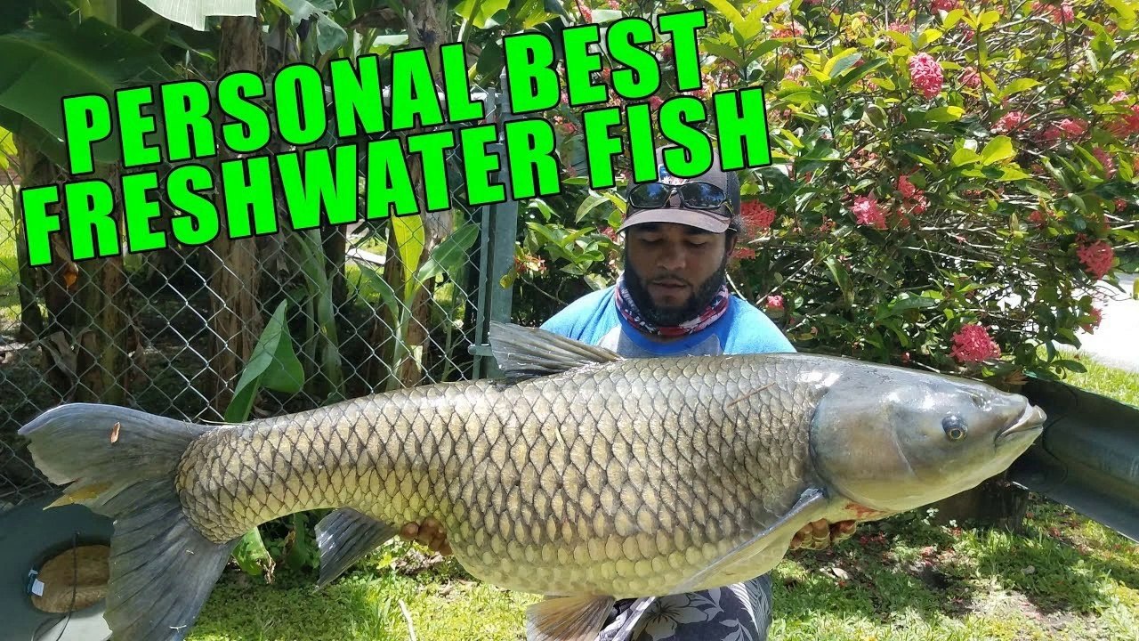 HUGE FRESHWATER FISH!!! Personal Best! Monster Mike Fishing - video ...