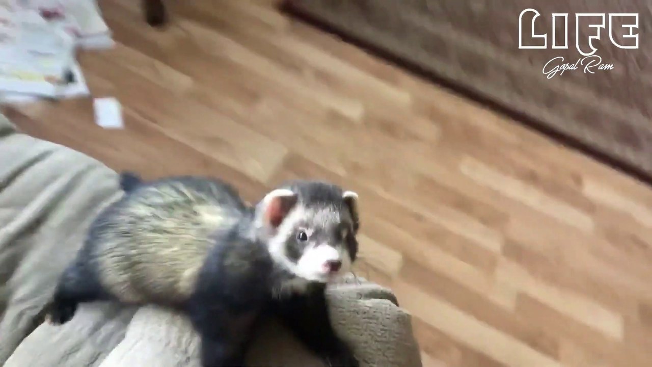 Funny and Cute Ferret videos | must watch if you love ferrets - video ...